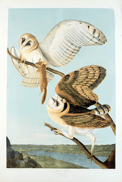 John James Audubon Owls