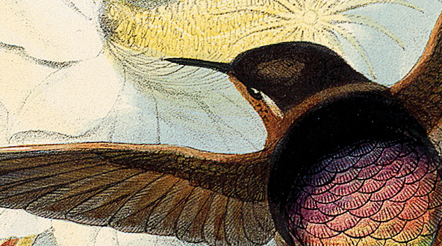 The Family of Hummingbirds: The Complete Prints Of John Gould